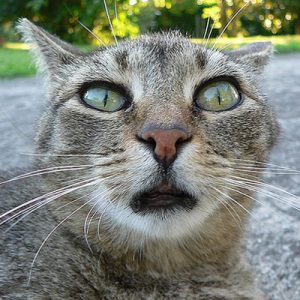 7 Feline Facial Expressions that Kill Me Every Time - Catster