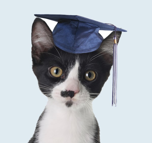 College Cat Memes