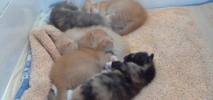Kitten Cam: There Goes Your Productivity - Catster
