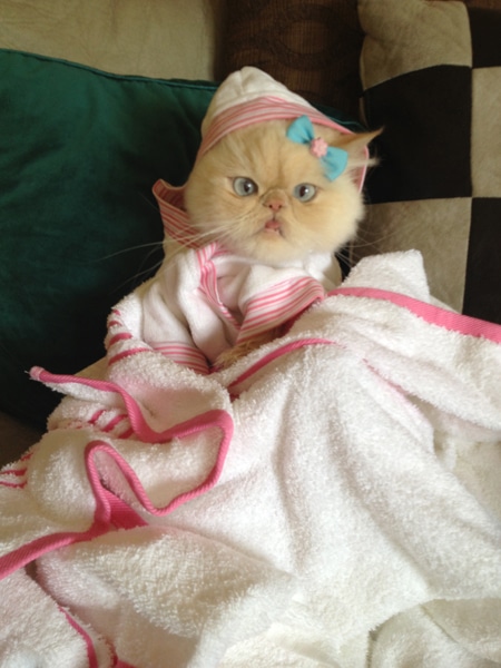 Animals Telling Secrets