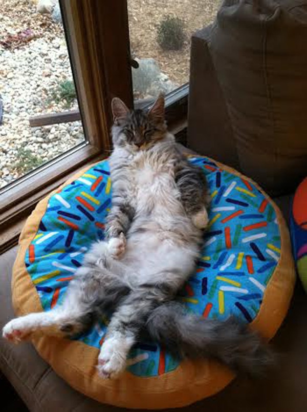 10 Silly Cat Pics I Couldn't Fit in My Whiskerslist Calendar - Catster