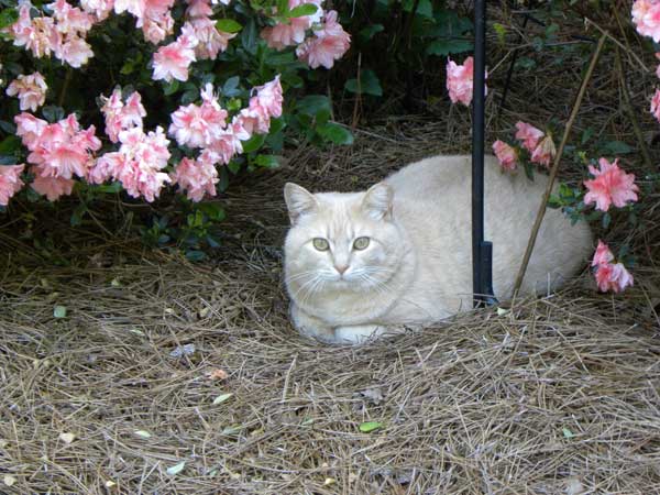Do Your Cats Get Spring Fever? Facts & What to Do - Catster