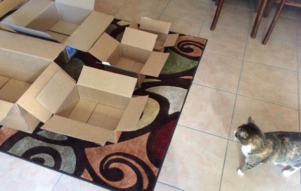 Cardboard Boxes For Cats: Which Size Cardboard Box Is Best? - Catster