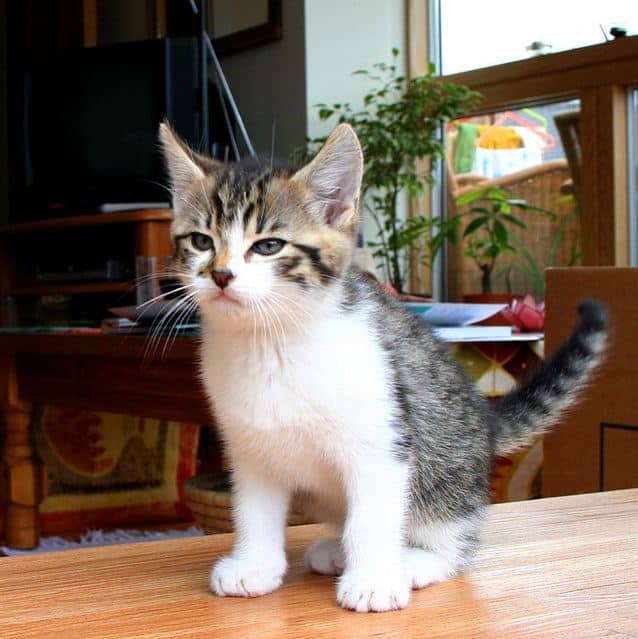 10 Pouting Cats Making Puppy-Dog Faces - Catster