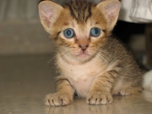 10 Pouting Cats Making Puppy-Dog Faces - Catster