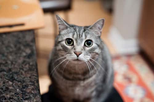 10 Pouting Cats Making Puppy-Dog Faces - Catster