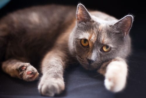 10 Pouting Cats Making Puppy-Dog Faces - Catster