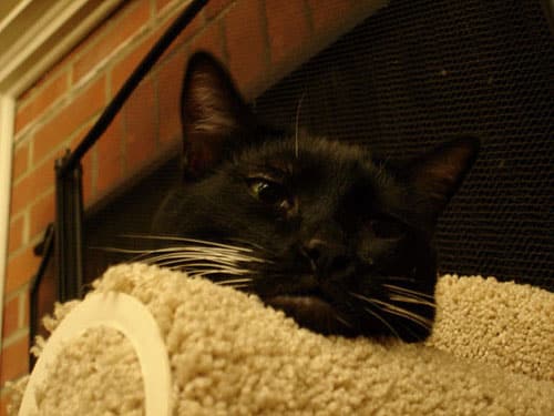 10 Pouting Cats Making Puppy-Dog Faces - Catster