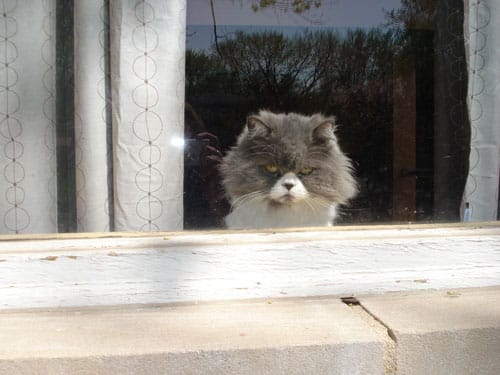 10 Pouting Cats Making Puppy-Dog Faces - Catster