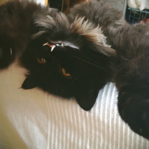 Princess Monster Truck Vs Grumpy Cat