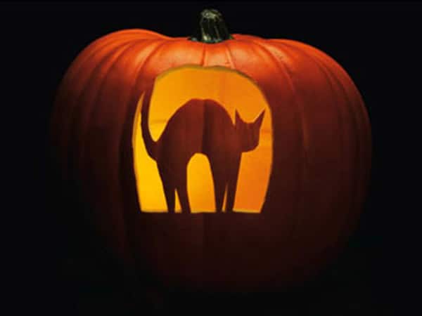 6 Cat Themed Jack o Lantern Ideas For You And Your Kids Catster