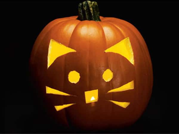 6 Cat Themed Jack o Lantern Ideas For You And Your Kids Catster