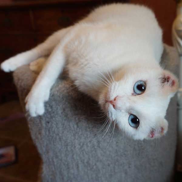 Skin Cancer On Cats Ears Pictures CancerWalls