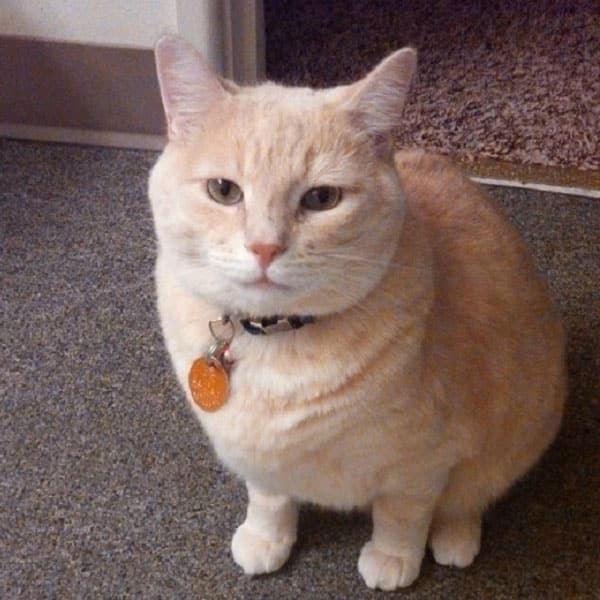 Who Rescued Who? My Cat Helps Me Deal With a Life of Chronic Illness ...