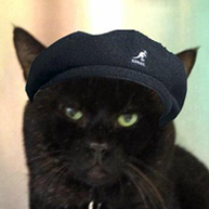 Samuel L. Catson Fled a High-Kill Florida Shelter and Met Me in Maine ...