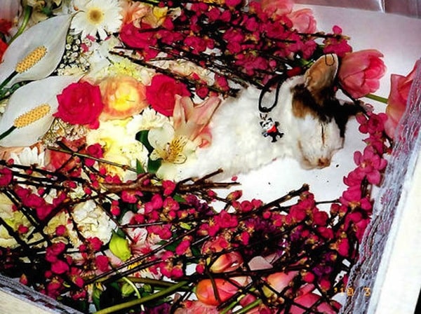 What To Do With A Dead Cat? - Catster
