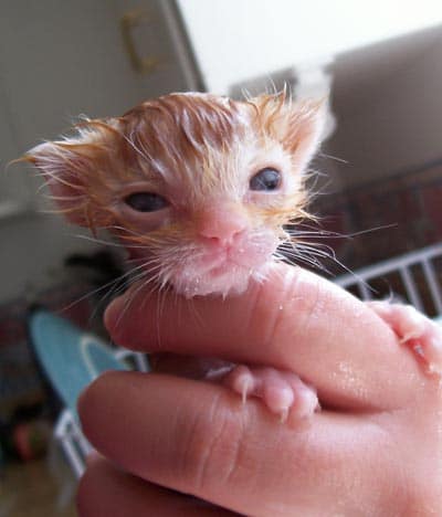 Baths Happen: 10 Photos of Soggy Kitties - Catster