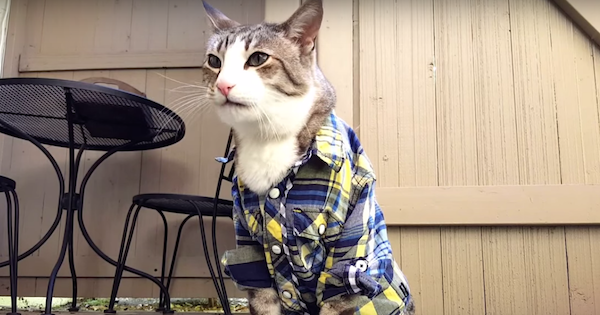 The Golden Kitty Awards: Vote for Your Favorite Cat Video - Catster