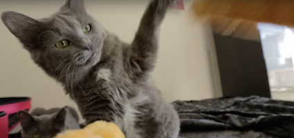 The Golden Kitty Awards: Vote for Your Favorite Cat Video - Catster