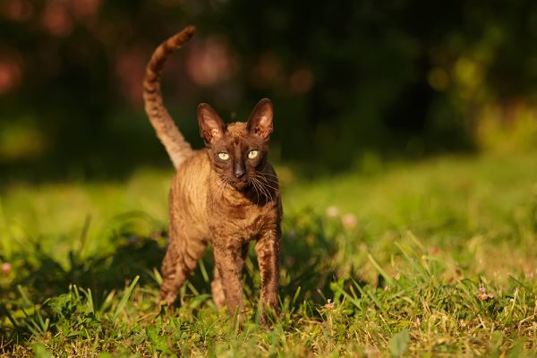 10 Cornish Rex Health Issues You Should Know (Vet Answer) - Catster