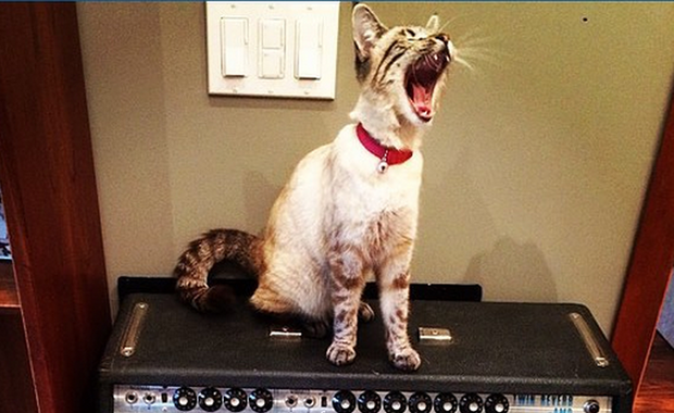 Check Out These Totally Rockin' Cats Lounging on Amps - Catster