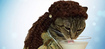 Check Out These Cats Starring In “RuPaul’s Drag Race” - Catster