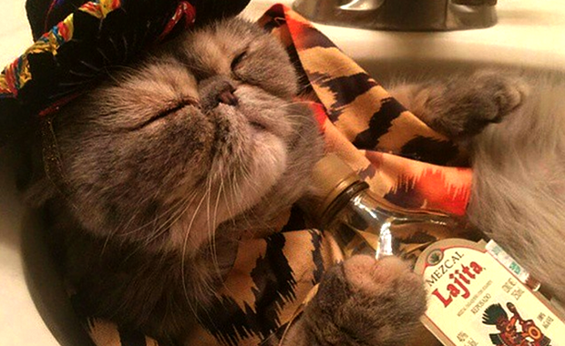 Drunk Cats Are Slouching All Over Social Media - Catster