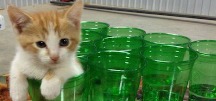 Drunk Cats Are Slouching All Over Social Media - Catster