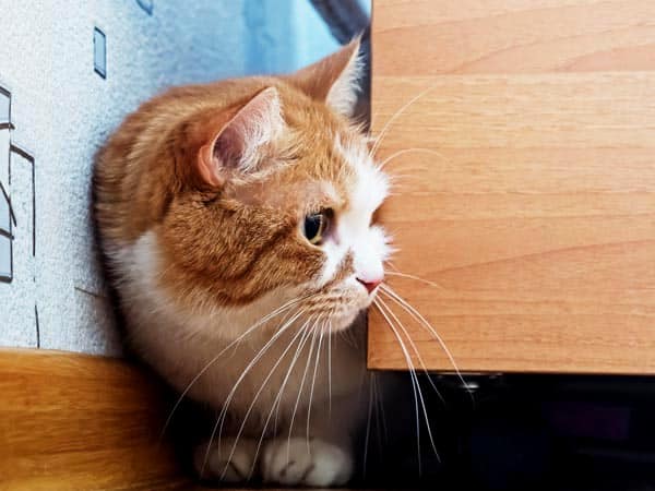 How to Cat-Proof Wires: 9 Vet-Reviewed Solutions - Catster
