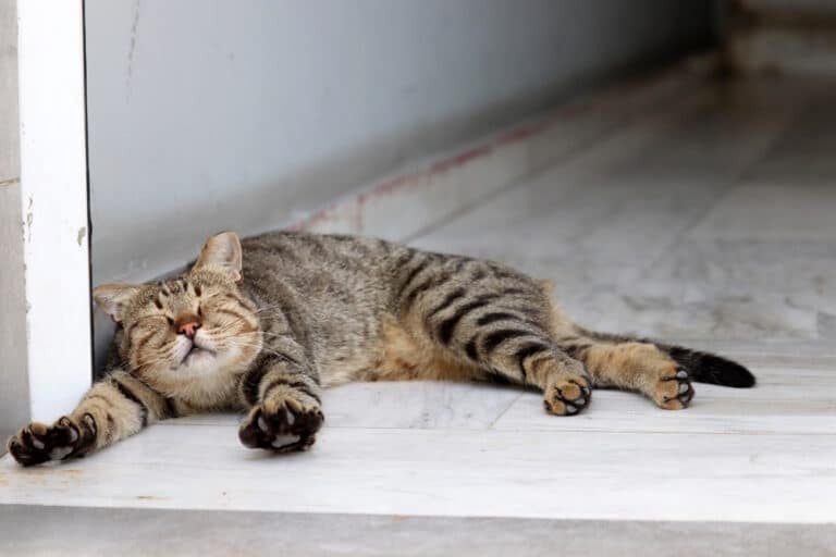 Can Cats Be Double-Jointed? Our Vet Explains Facts & FAQ - Catster
