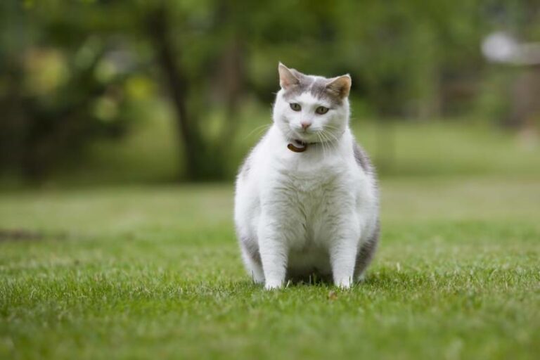 Liposuction for Cats: Our Vet Explains What it Is & Safety ...