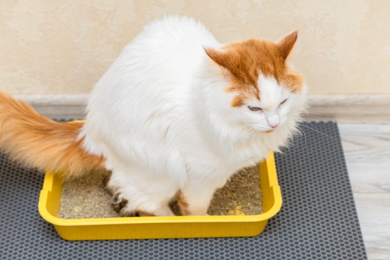How to Tell If Your Cat Needs to Pee: 5 Vet-Reviewed Signs to Look For ...