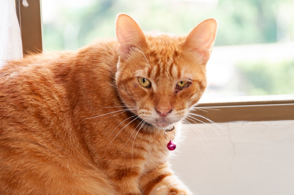 Causes Of Swelling Around Eyes And Face In Cats Infoupdate Causes Of Swelling Around Eyes And Face In Cats Infoupdate
