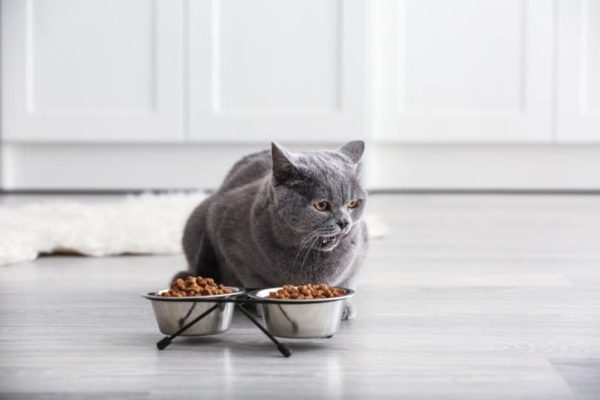 How to Identify and Stop Food Aggression in Cats: Vet-Reviewed Advice ...