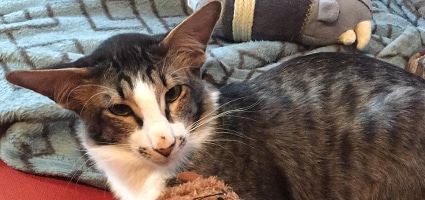 We Interview Kylo Ren, the Cat Who Looks Like Adam Driver - Catster