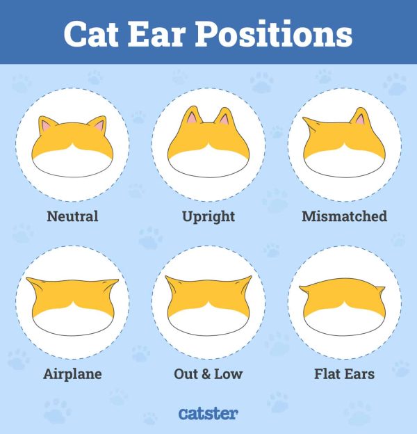 Cat Ear Language: What Feline Body Language Can Tell You (With Examples ...