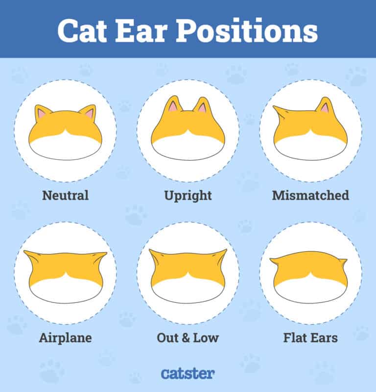 Cat Ear Communication: Ear Positions & Vet-Verified Meanings - Catster