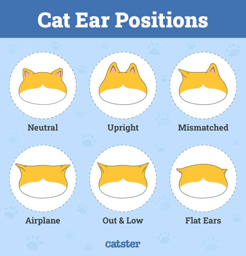 Cat Ear Language: What Feline Body Language Can Tell You (With Examples ...