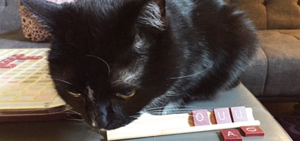 Cats That Play Scrabble