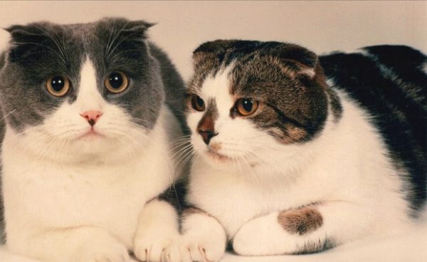 Baker and Taylor Were Library Cats and Accidental Celebrities - Catster
