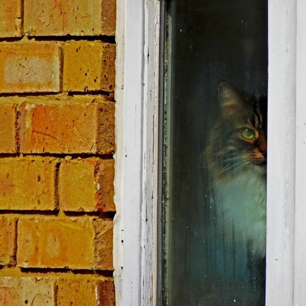 Can Cats See Ghosts? - Catster Can Cats See Ghosts? - Catster