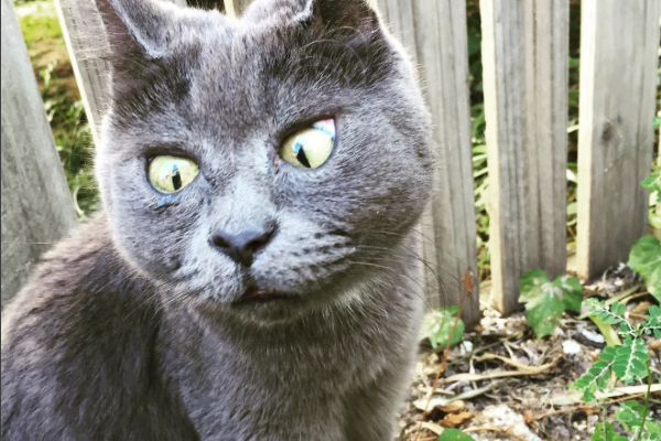 5 Ways to Attack Each Day With Kevin the Cat's Enthusiasm - Catster