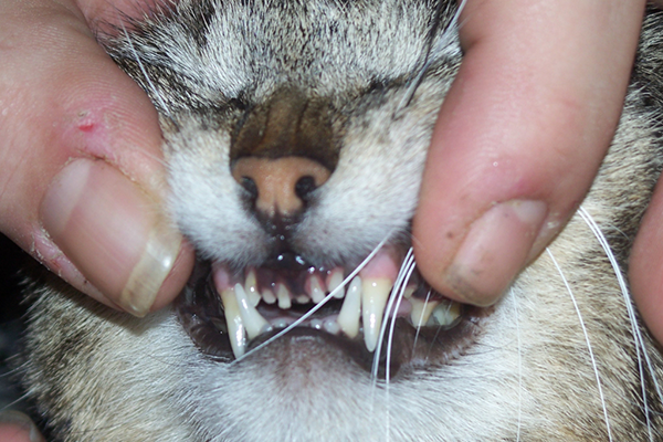 Unhealthy Cat Teeth