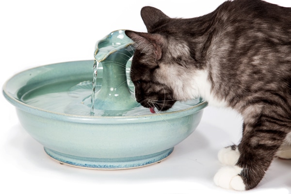A Feline Expert Gives Tips on Keeping Cats Hydrated - Catster