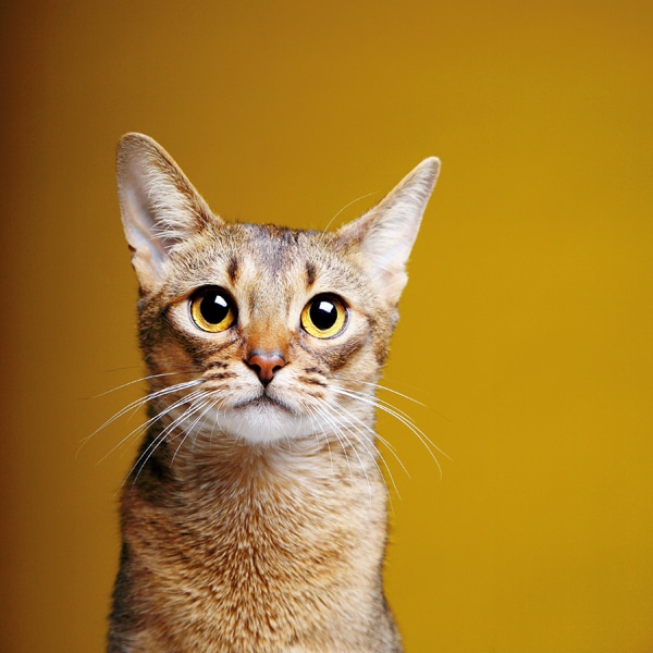 How to Take Perfect Cat Photos - Catster