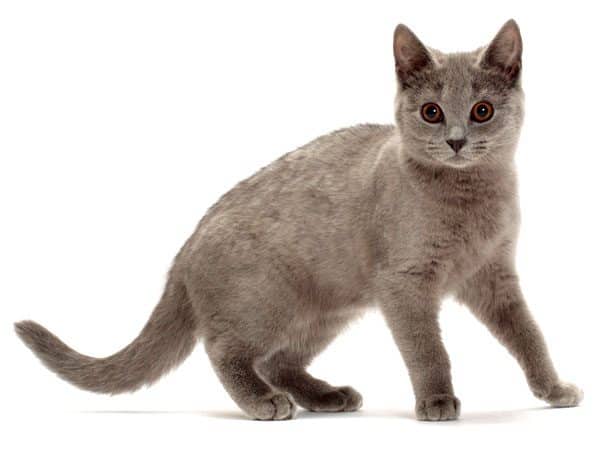 Who's That Cat? 9 Reasons to Love the Charming Chartreux - Catster
