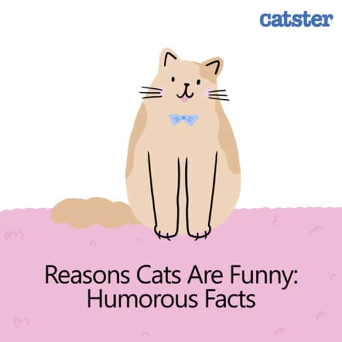 11 Reasons Cats Are Funny: Humorous Facts - Catster