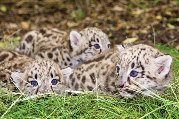 Good News for Big Cats: Snow Leopards Get a New Home - Catster