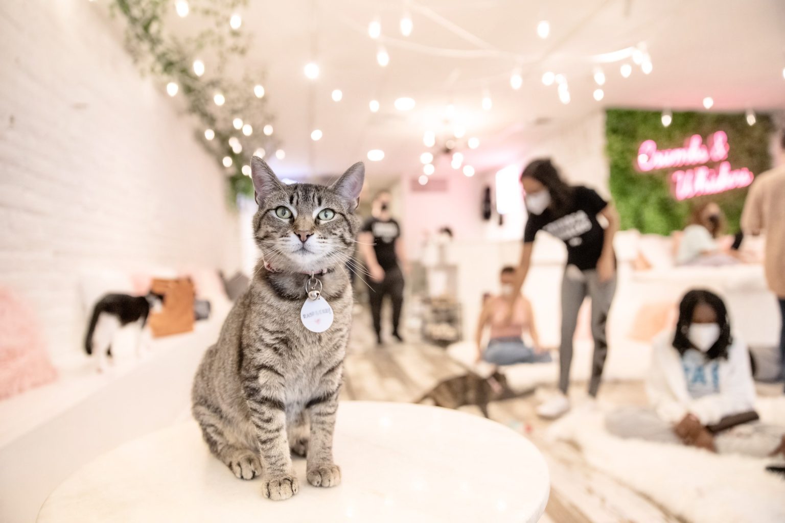 The Catcade: Chicago's Cafe With Vintage Games, Kitties & Coffee - Catster