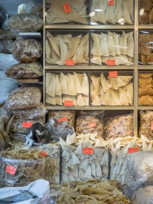 Inside the Exotic World of "Hong Kong Shop Cats": Interview with Marcel ...